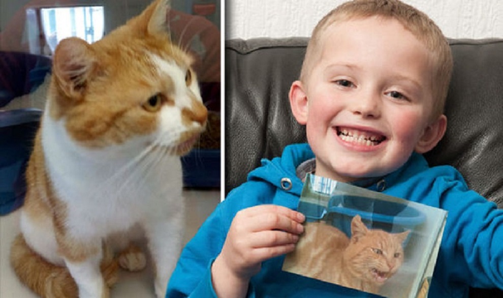 Menino vai em abrigo para adotar novo gato e encontra Phoenix, seu gato ...