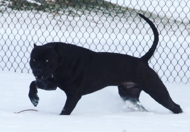 Conheça “Pantera Negra”, o Pit Bull que conquistou o mundo com sua ...