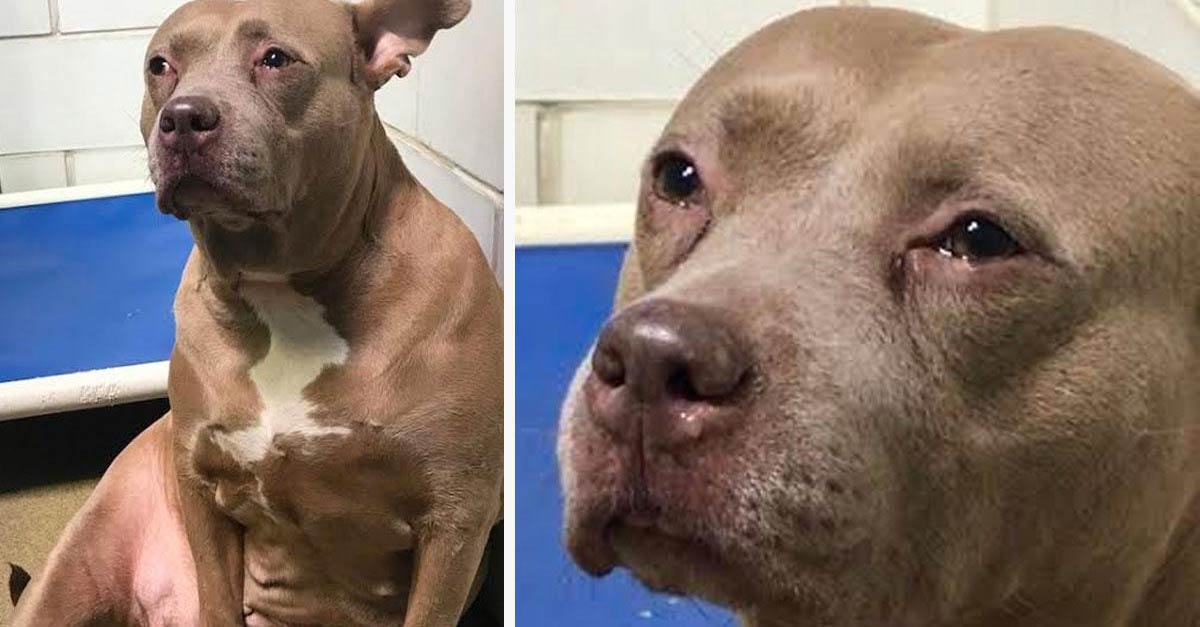 Pitbull chorando comove milhões, mas é seu olhar quando é adotada que ...