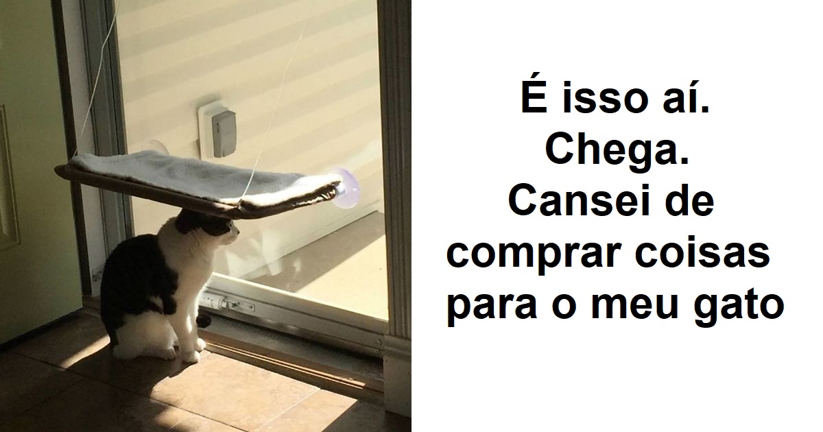 20 gatos 'bobos' que vão fazer você rir bem alto | Portal Animal