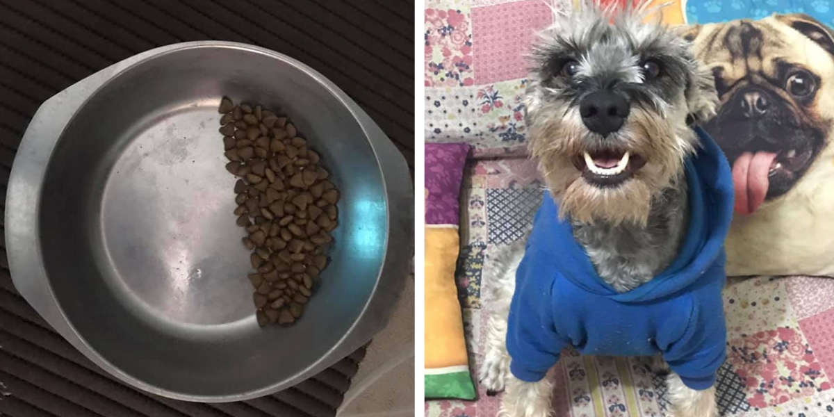 Família repara que seu cachorro resgatado sempre deixa sua tigela meio ...
