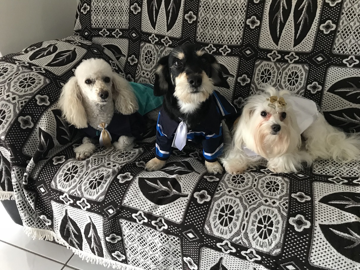 Conheça Dominique, o cãozinho que tem casa própria equipada até com ...