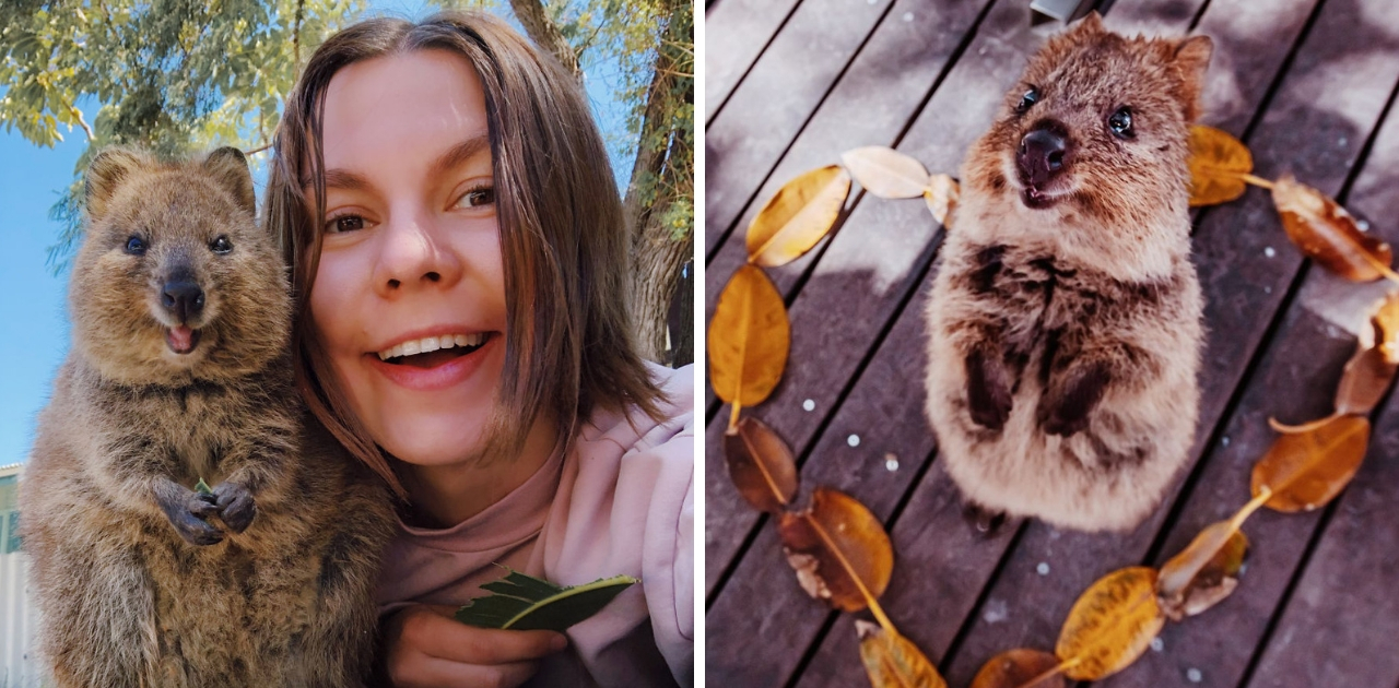 Fotógrafa viaja por 25 horas para conhecer quokkas | Portal Animal