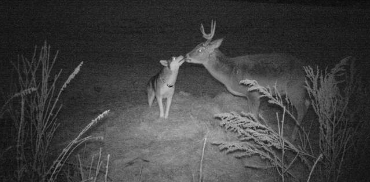 Cachorro foge de casa para se tornar um cervo selvagem | Portal Animal
