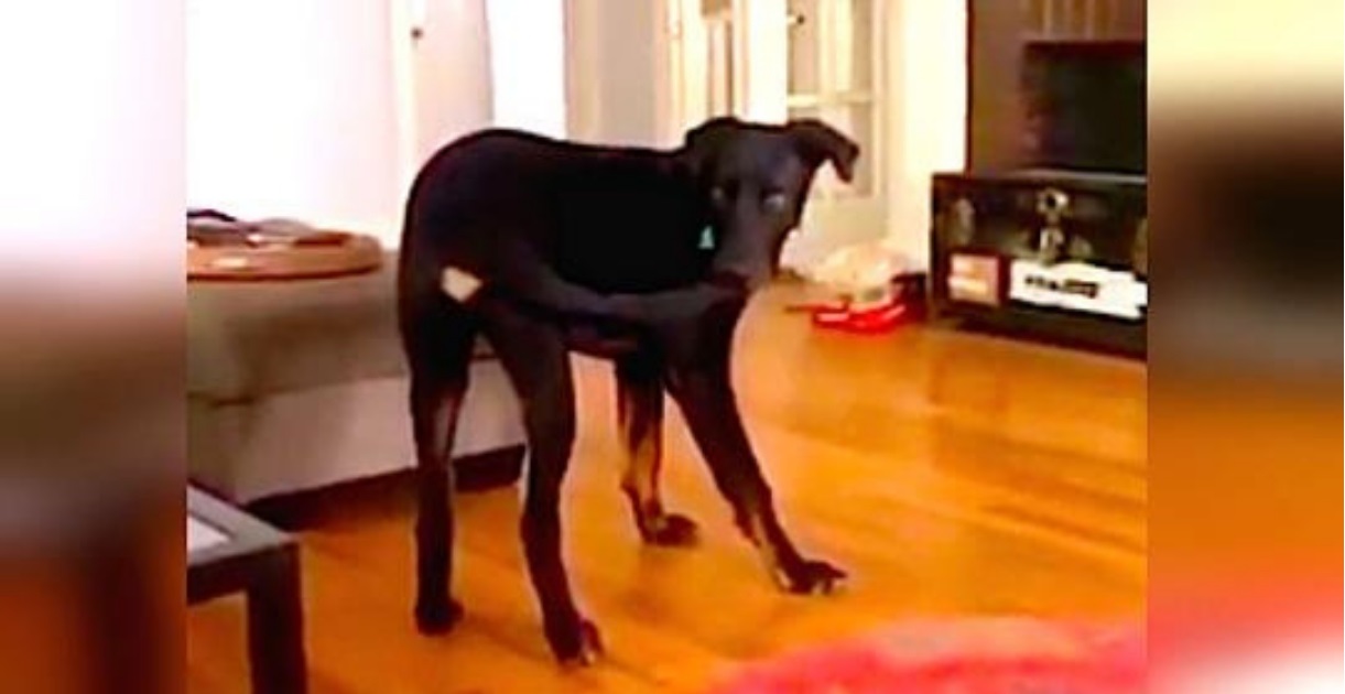 Cão consegue pegar própria cauda e não tem a menor ideia do que fazer ...