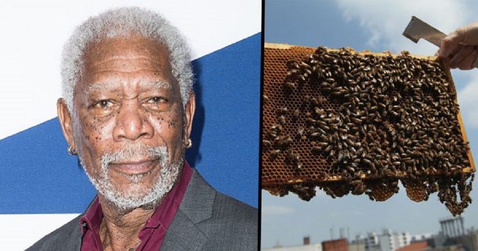 Morgan Freeman transforma sua fazenda de 1 milhão de m² em santuário ...