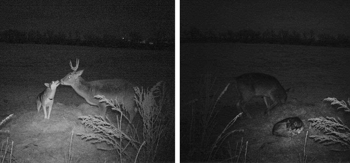 Cachorrinha foge de casa para dar um 'rolê' com cervo na floresta ...