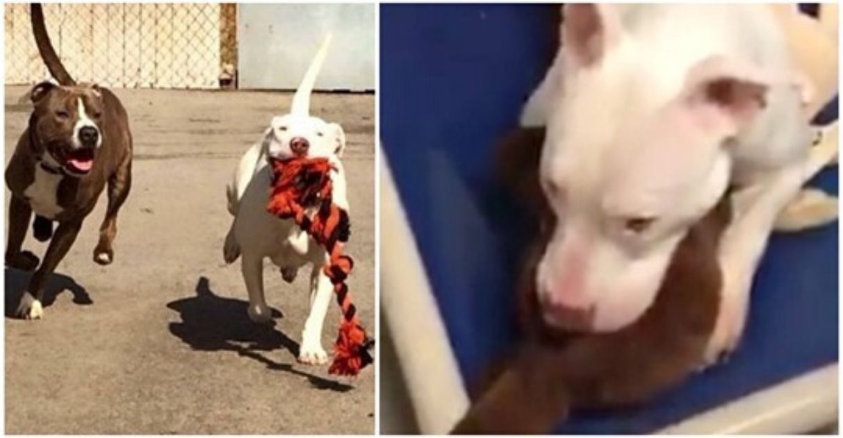 Cachorrinha surda chora ao ver seu amiguinho do canil ser adotado em ...