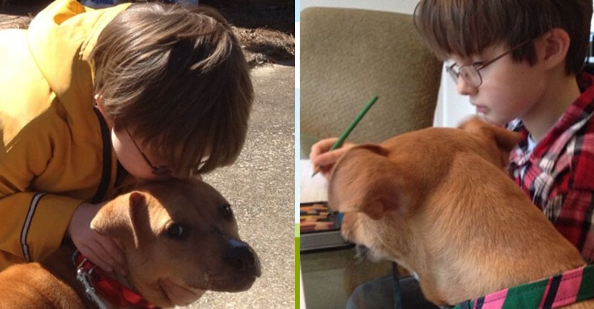 Cadela resgatada em estado terminal se recupera totalmente e acaba mudando a vida de garoto autista