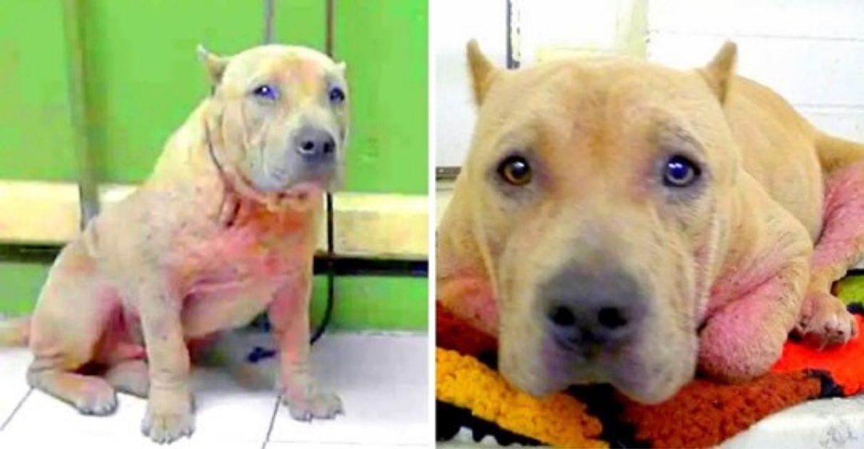 Pit bull com doença rara é salva de 'fila de sacrifício' e ganha lar ...