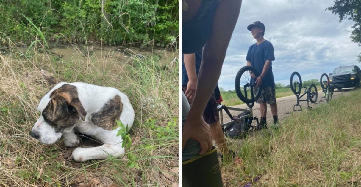 Jovens encontram cachorrinho com o quadril quebrado à beira da estrada
