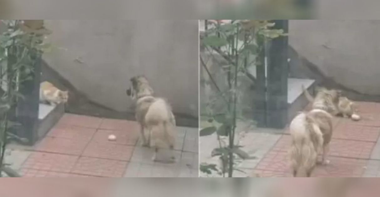 Em vídeo fofo, cachorro entrega pão para gatinho abandonado que ...