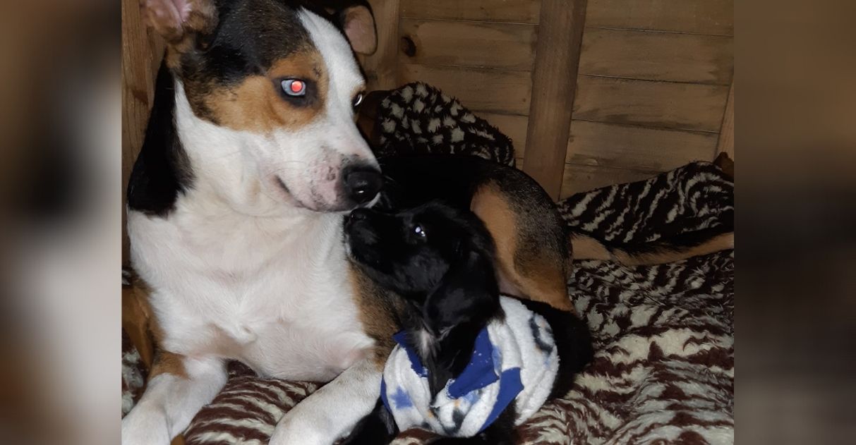 Cachorro acolhe cachorrinho bebê que foi obrigado a beber cachaça e ...