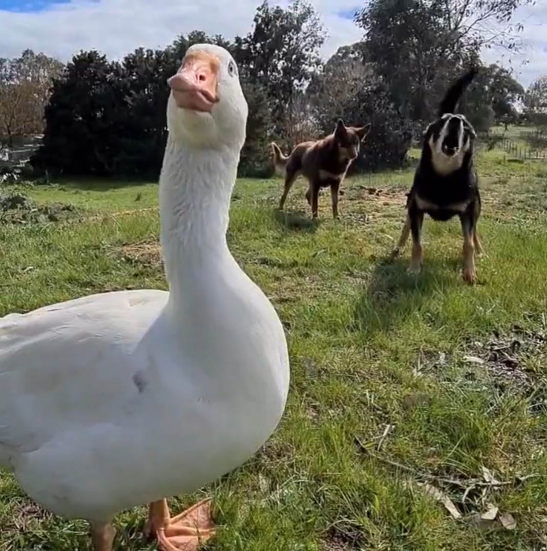 Ganso pensa que é um cachorro e se junta a seus amigos quando eles ...