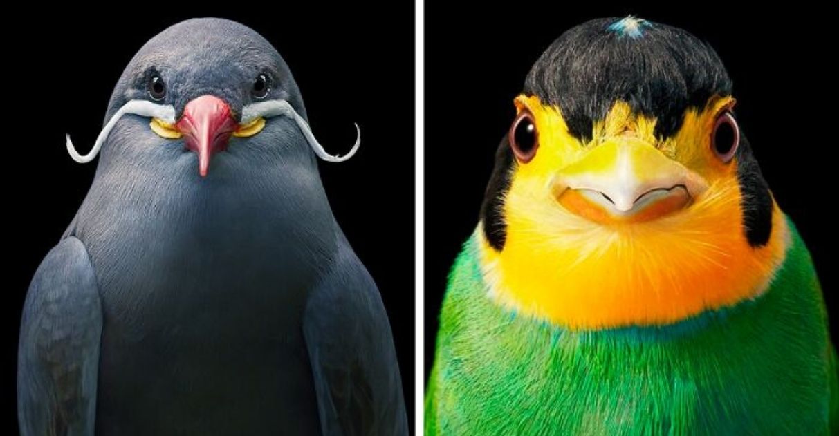 25 fotos dos pássaros mais raros do mundo e que estão infelizmente ...