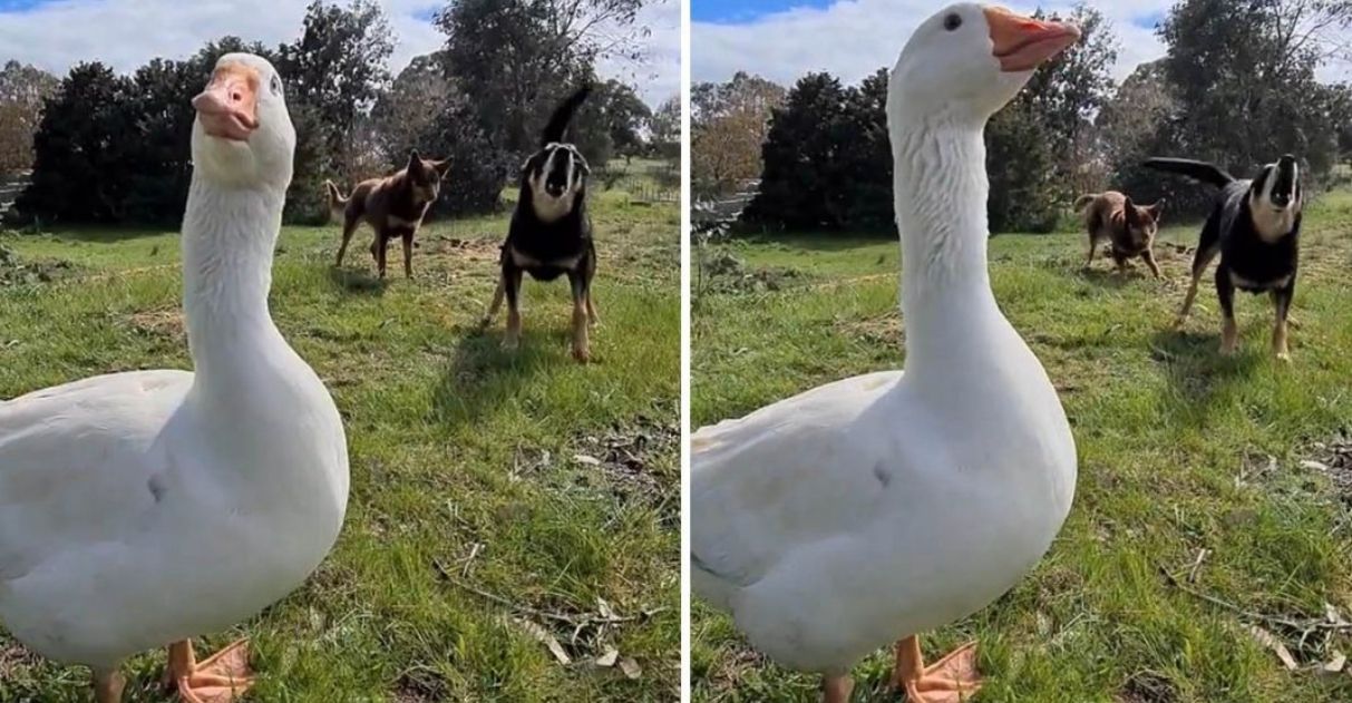 Ganso pensa que é um cachorro e se junta a seus amigos quando eles ...