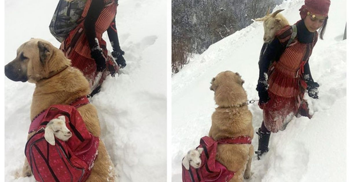 Menina pastora e seu cachorro resgatam cabra que deu à luz um filhote ...