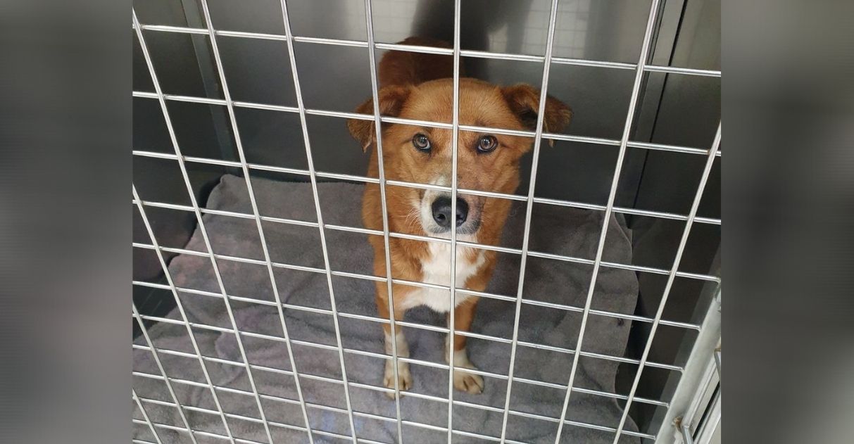 Família devolve cachorrinha que haviam adotado de novo ao abrigo após ...