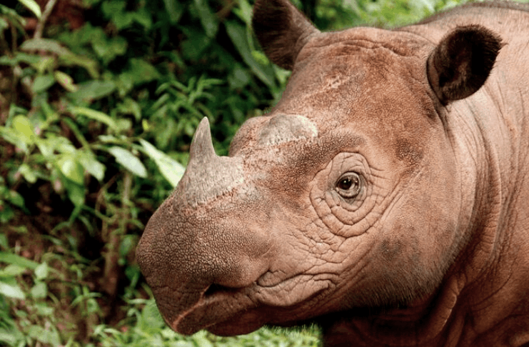 Descubra quais são os animais mais raros do mundo - Alguns estão ...
