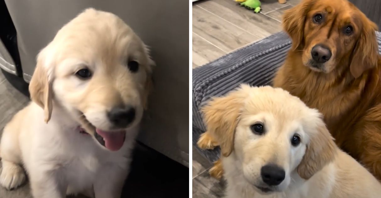 Cadela golden retriever adota filhote arisco e o ensina a se comportar ...