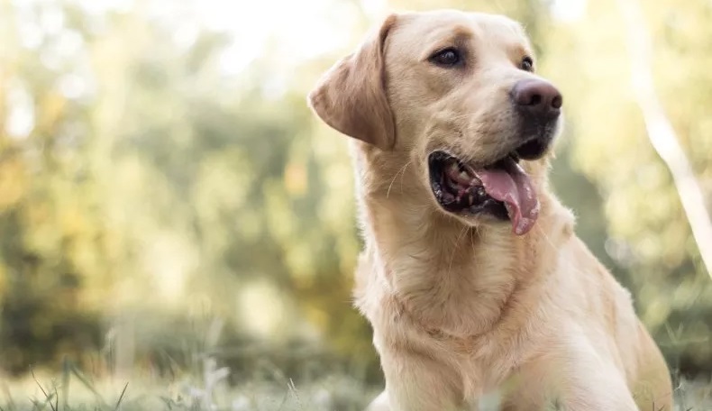 Medicamento que pode prolongar a vida dos cachorros deverá ficar ...
